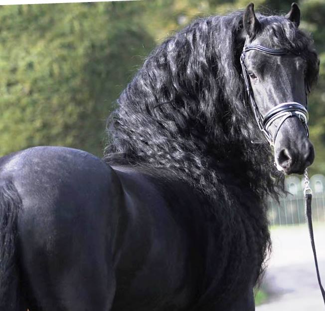 Friesians For Sale at Fairytale Friesian Finder Service, LLC
