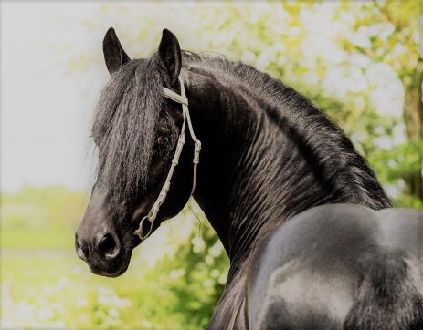 Black Sterling Friesians - The best Friesian Horse Seller in the country