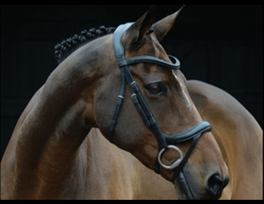 Tack - Friesian Saddles, Bridles, and Accessories for Sale